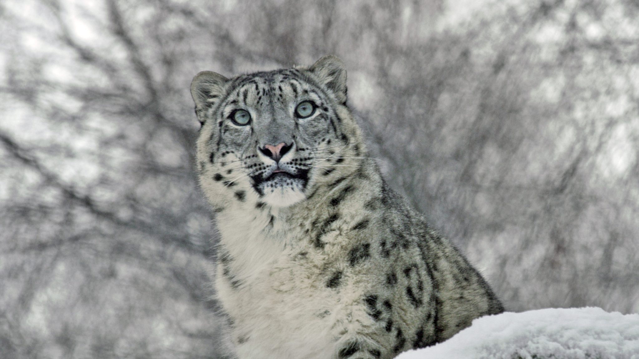 The Making of “Age of Big Cats” – Curiosity Stream